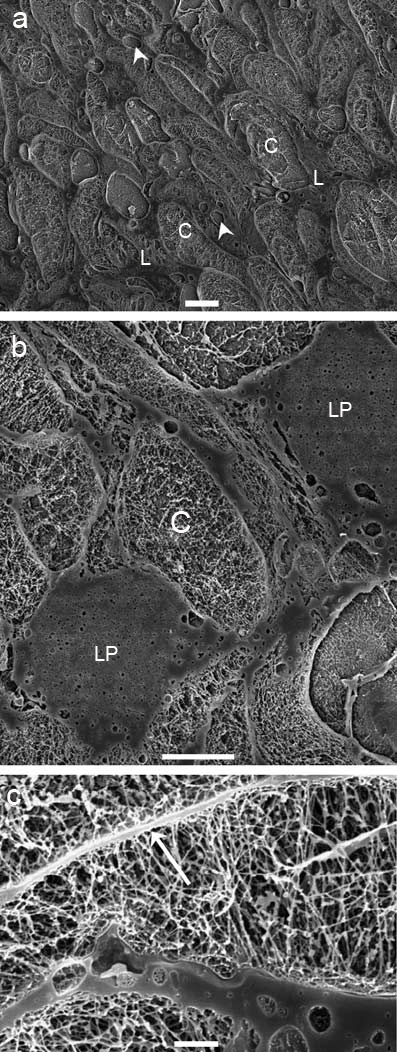 Synthesizing the most natural of all skin creams