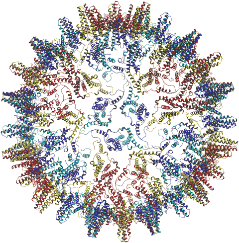 hepatitis virus structure