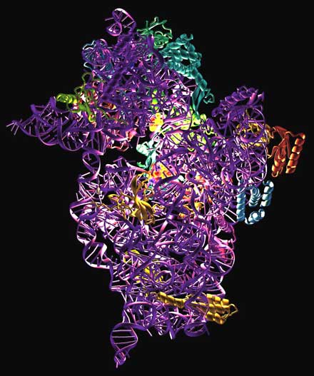 The Structure of the 30S Ribosome Subunit