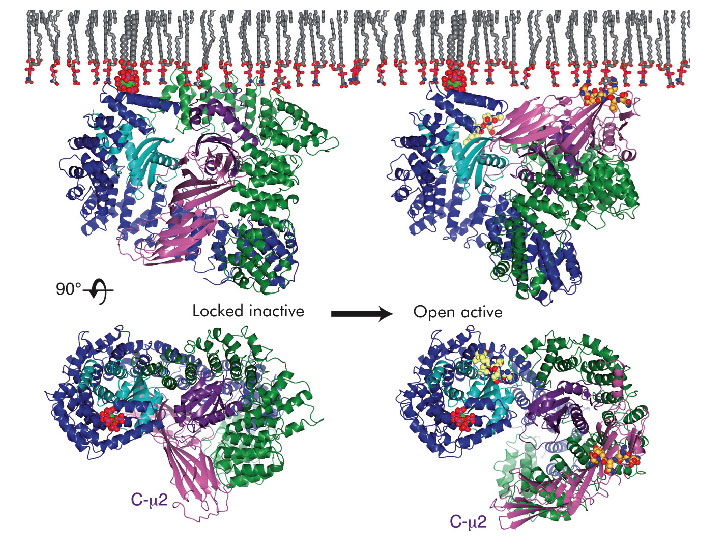 Activating the AP2 clathrin adaptor complex