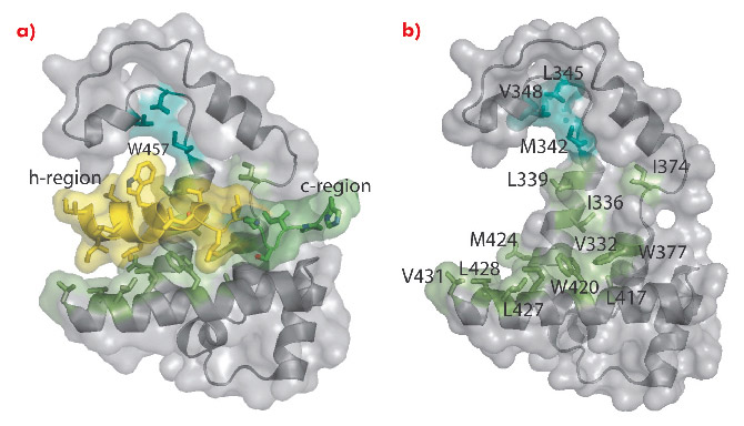 Binding of the signal peptide to the signal recognition particle