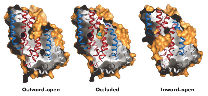 Molecular basis of the alternating access model of membrane transport ...
