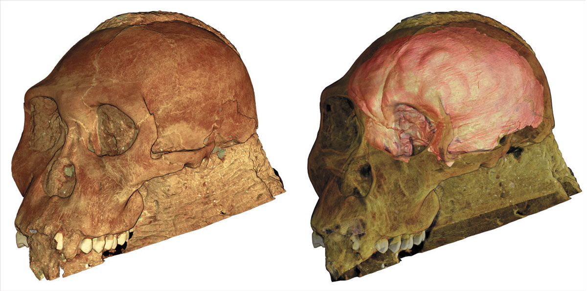 australopithecus sediba behavior