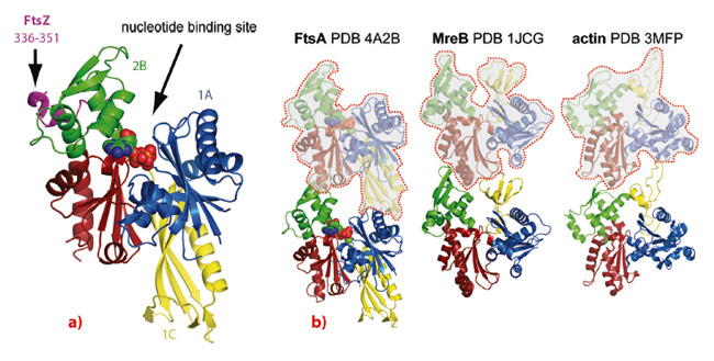 Bacterial cell division protein FtsA forms actin-like filaments