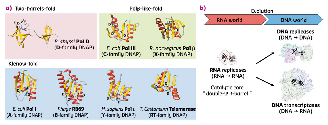 Crystal structure of PolD provides a novel paradigm for the ...