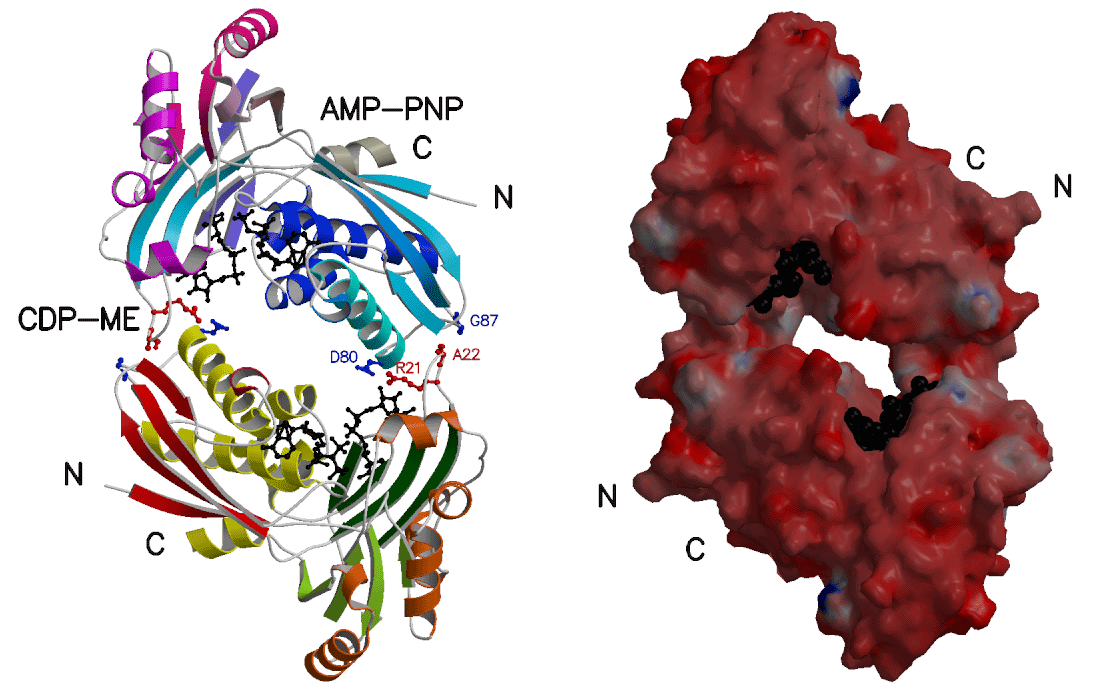 The structure of a key enzyme for infectious diseases solved at ESRF
