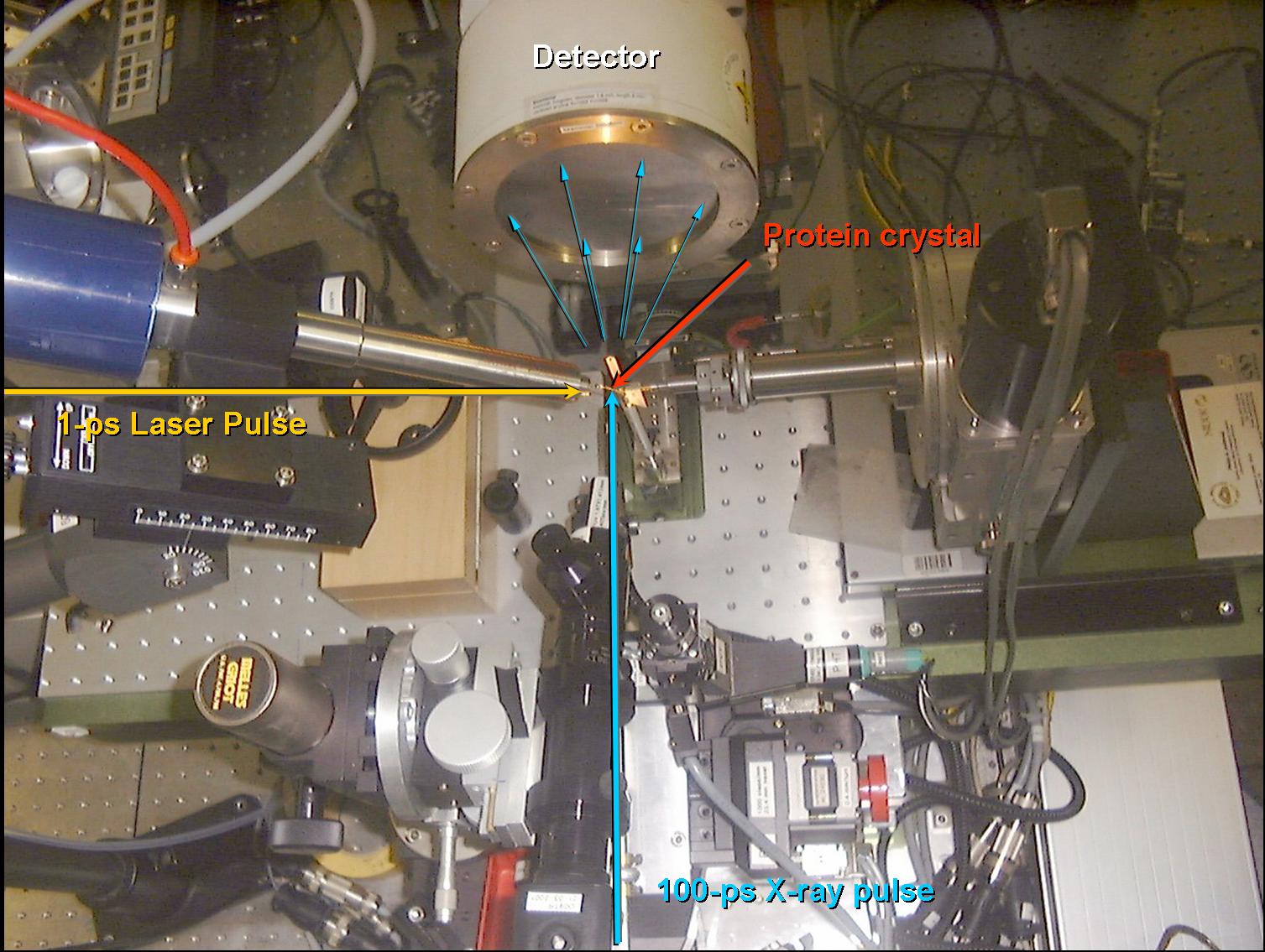 Filming an Ultra-fast Biological Reaction Essential to Life