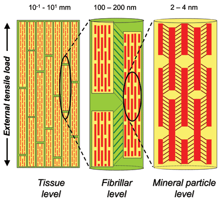 Bones at the nanoscale