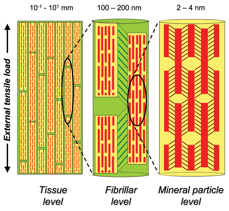 Bones at the nanoscale