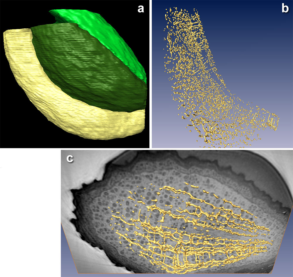 Researchers watch seeds in 3D and discover an unknown air path