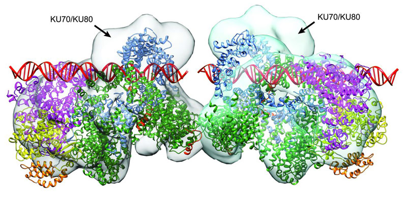 Joining back together the ends of broken DNA