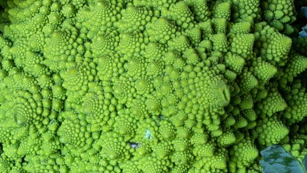 The smallest ever fractal in the natural world discovered