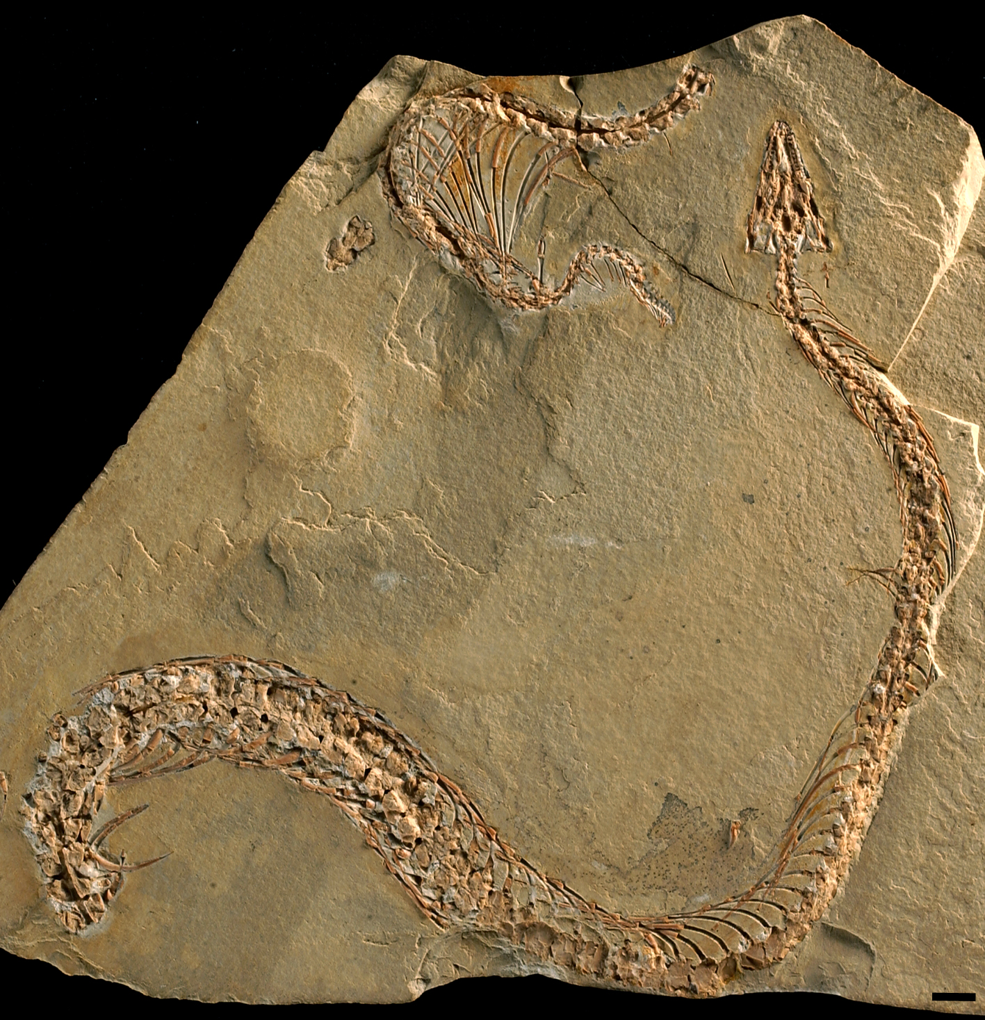 X-rays reveal hidden leg of an ancient snake