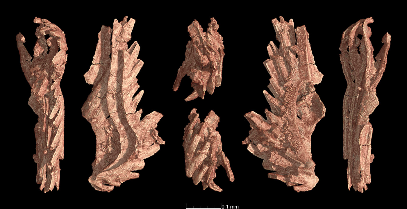 Synchrotron gives new bite to the first vertebrates