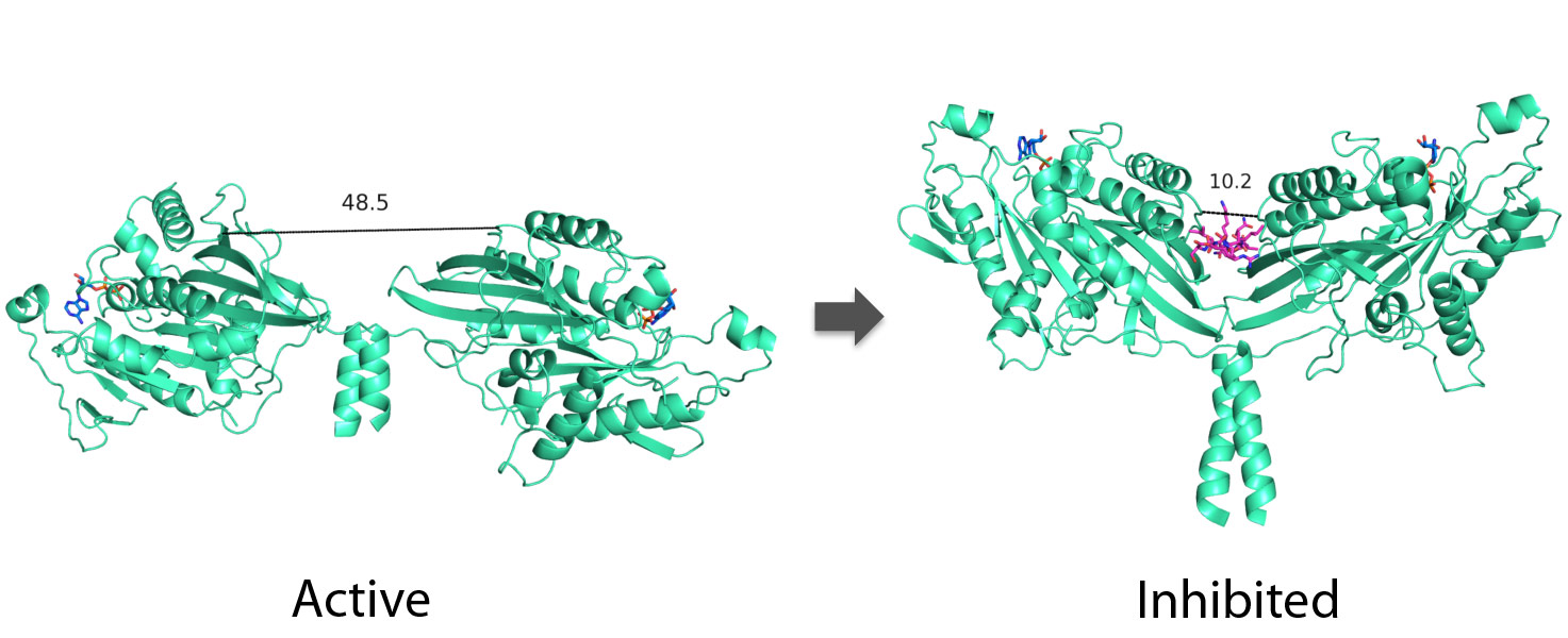 The structure of the Kinesin-1 motor-tail complex reveals the mechanism ...