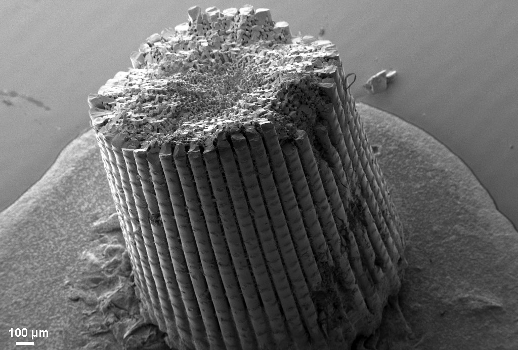 X-rays reveal why sea urchins are no easy prey