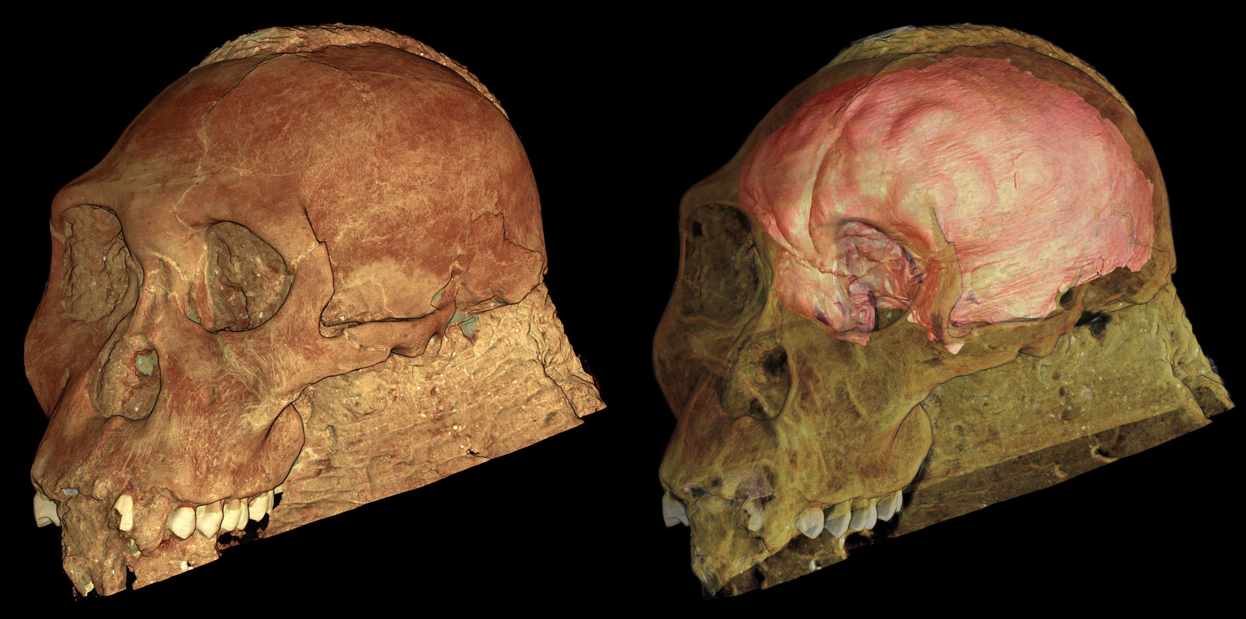 australopithecus sediba skull