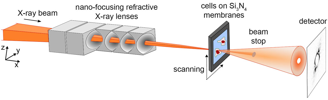 X-rays enable a direct view inside biological cells