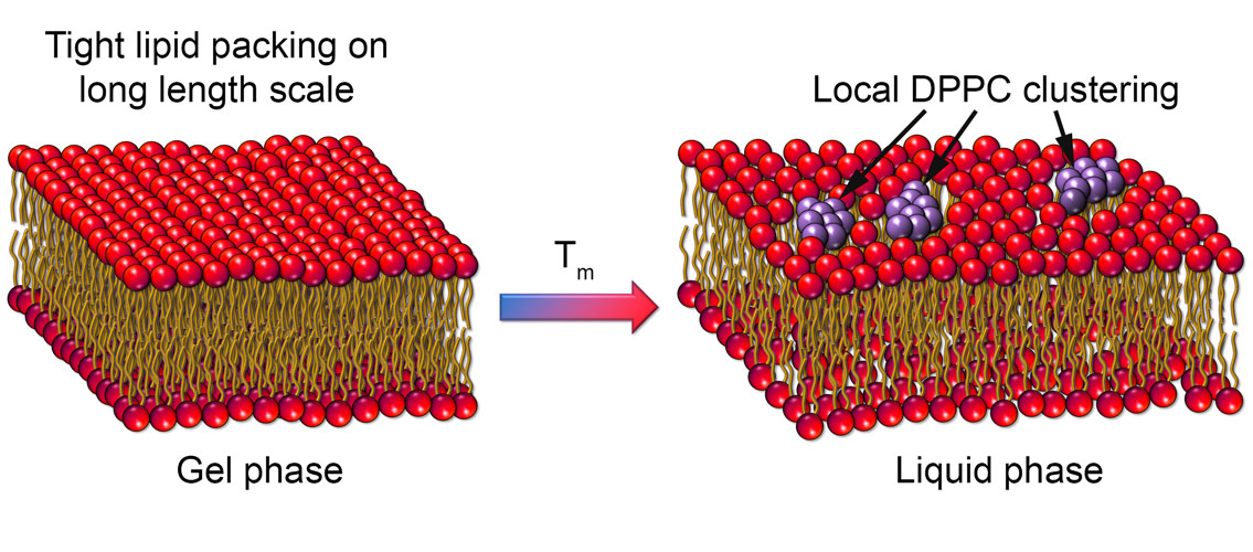 Phonon-mediated passive transport in lipid membranes