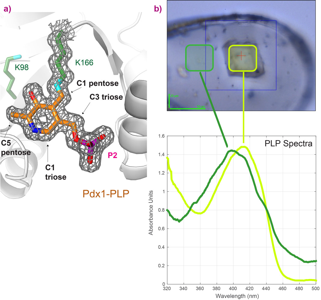 The remarkable complexity of vitamin B6 biosynthesis