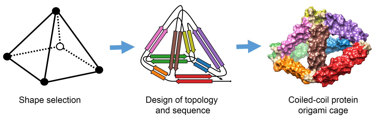 Coiled-coil protein-origami cages self-assemble in cells