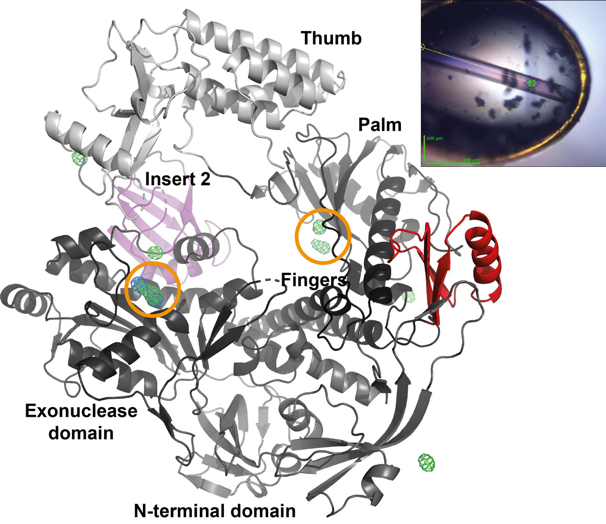 Smallpox Virus Structure