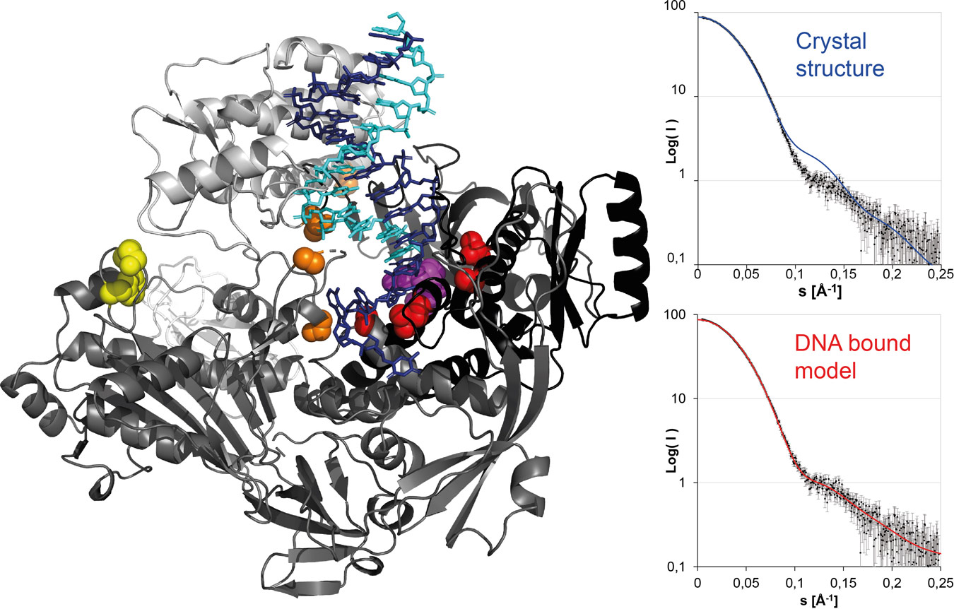 Smallpox Virus Structure