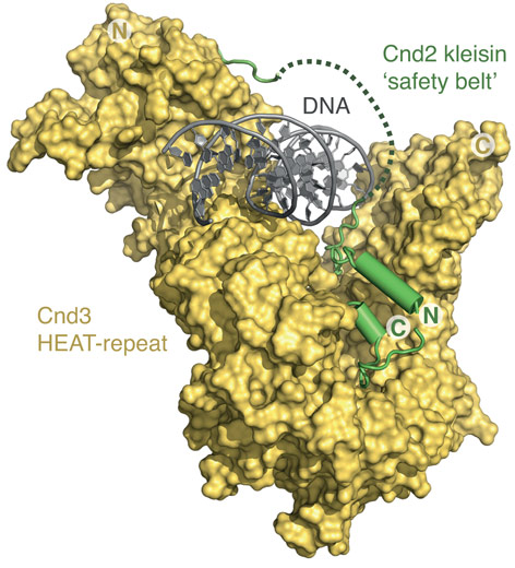 Condensin complexes fasten the belt around DNA