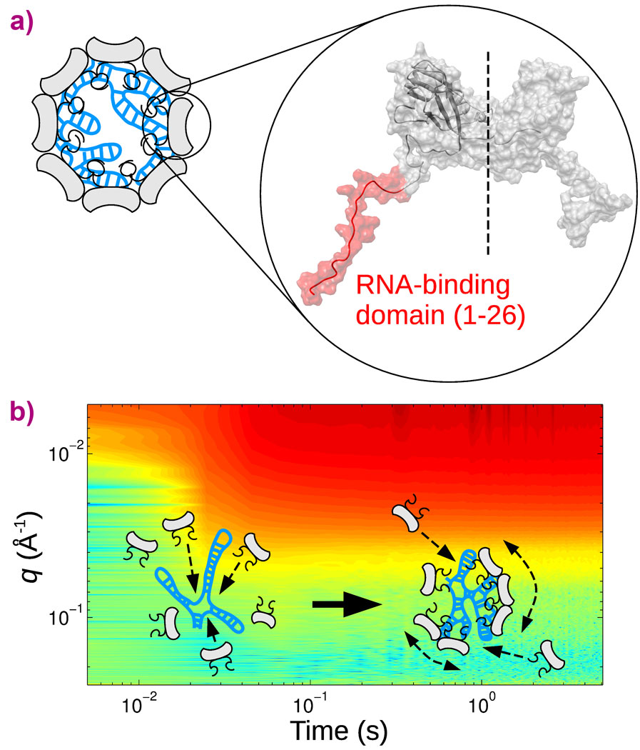 How an icosahedral virus packages its RNA genome
