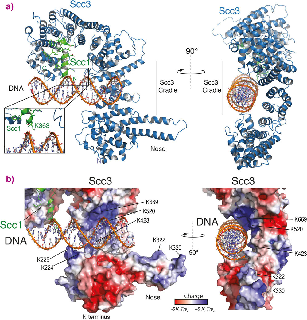 How cohesin ensures sister chromatids segregate correctly