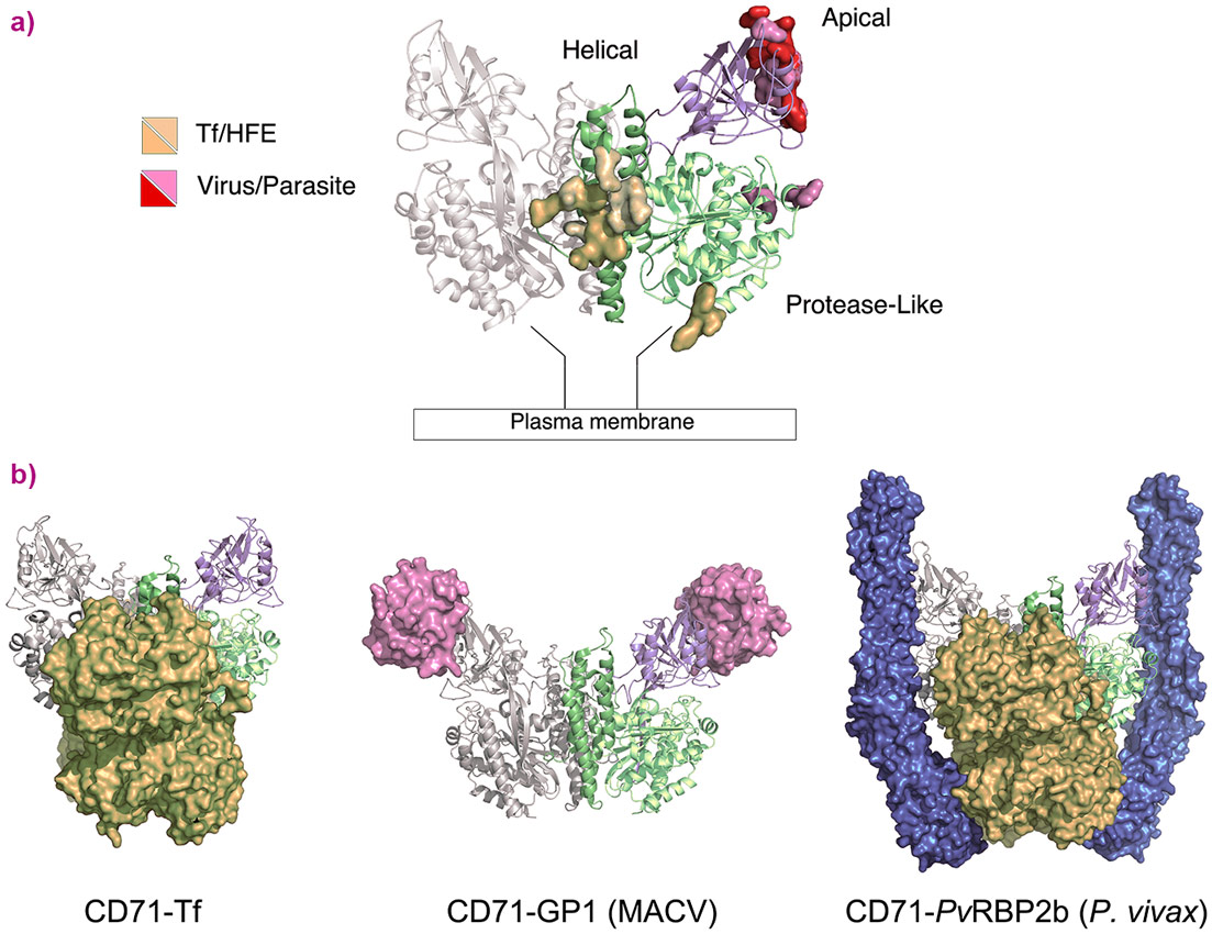 Structure of the human ferritin-transferrin receptor 1 complex