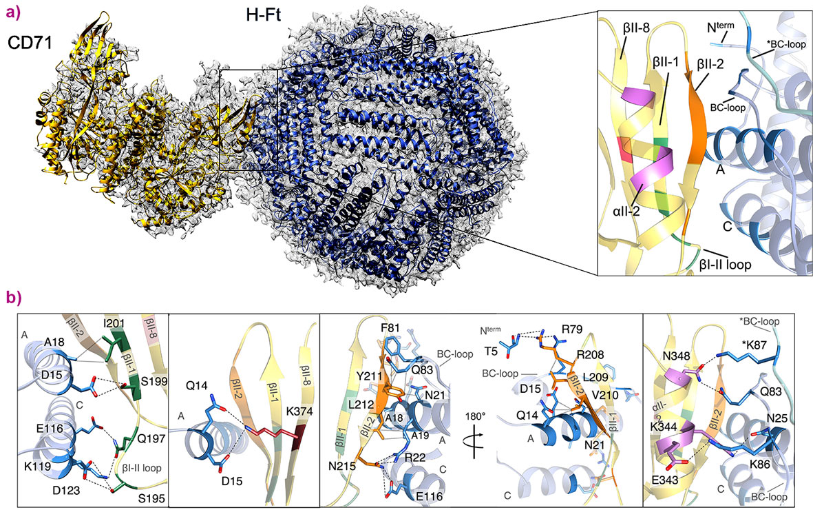 Structure of the human ferritin-transferrin receptor 1 complex