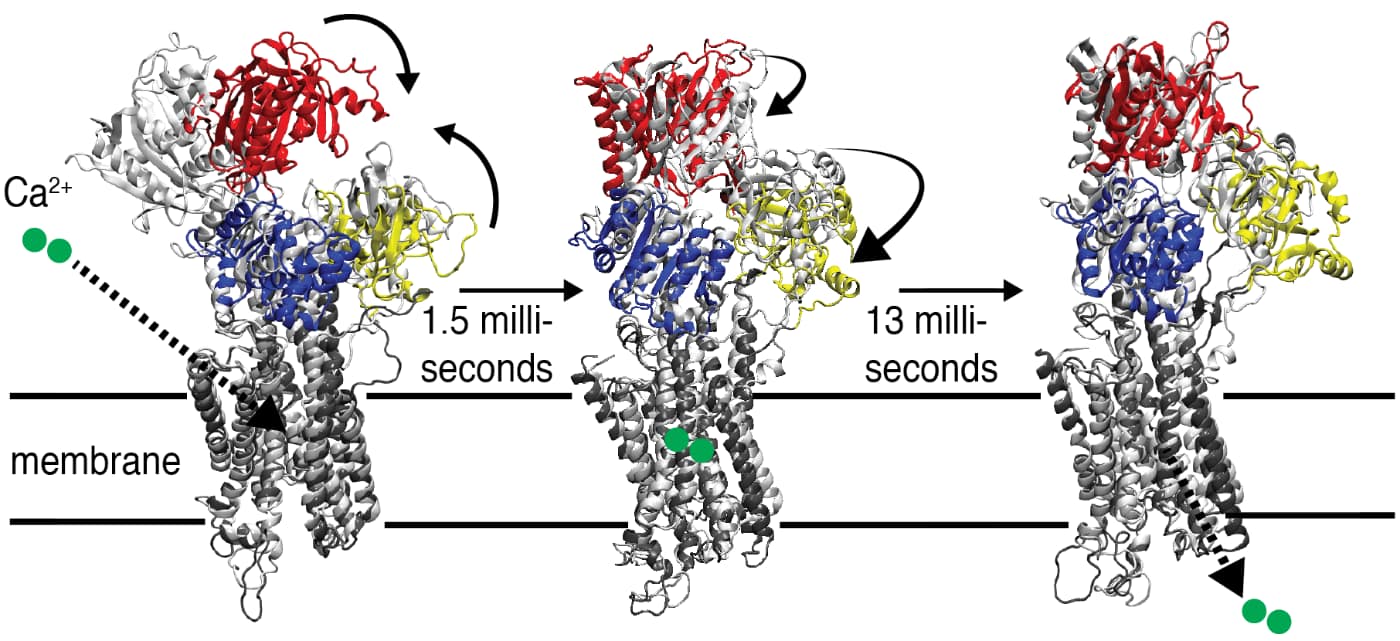 Insights into calcium transport enhance our understanding of muscle ...