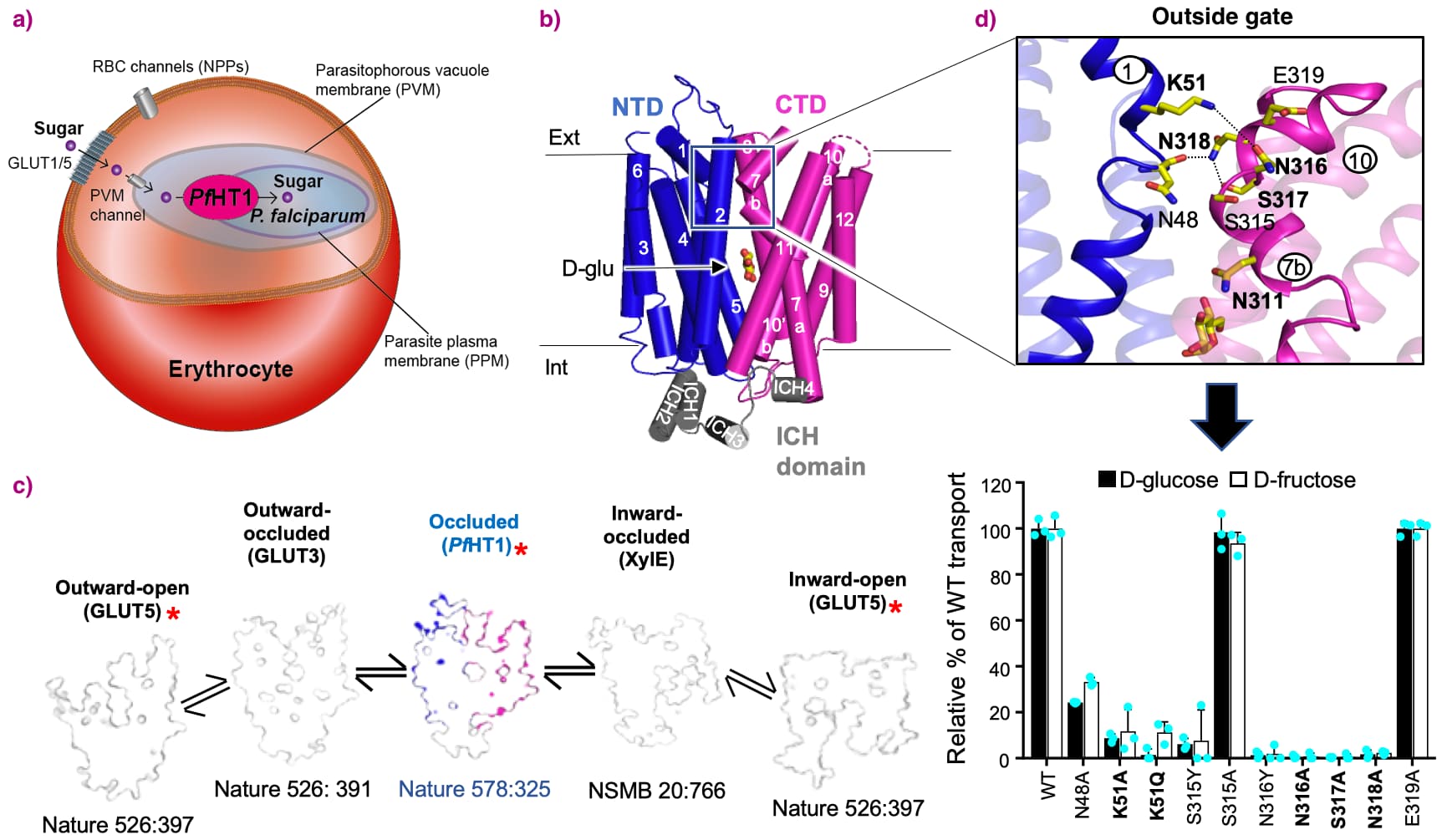 X-ray structure of malarial sugar transporter PfHT1 reveals the ...