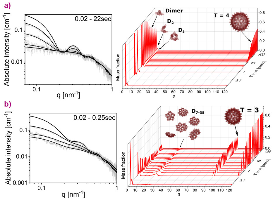 Pathways of hepatitis B virus capsid assembly