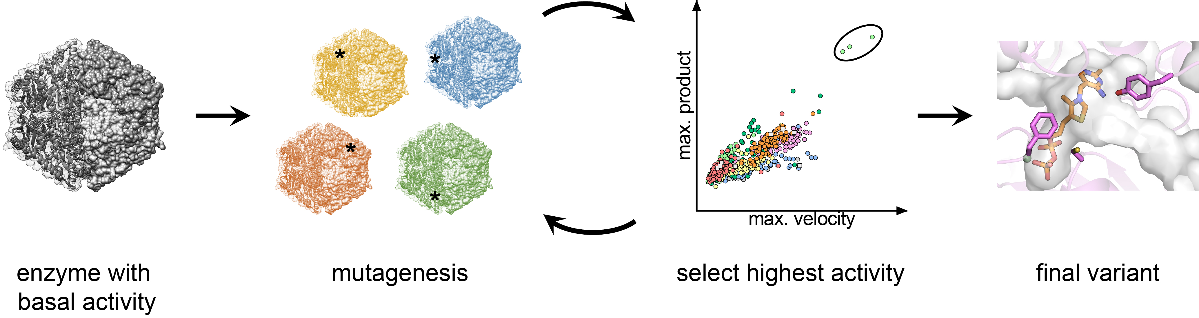 Engineering a new enzyme to metabolise carbon