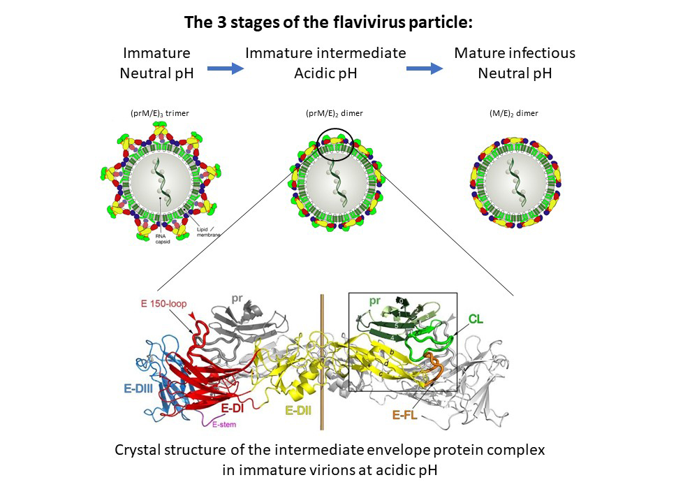 Towards a deeper understanding of tick-borne encephalitis virus