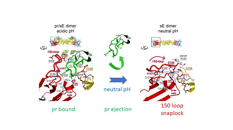 Towards a deeper understanding of tick-borne encephalitis virus