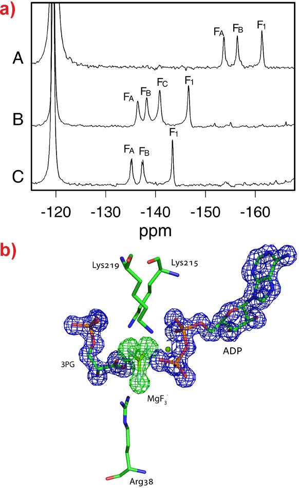 The transition state of enzyme phosphoryl transfer revealed by ...