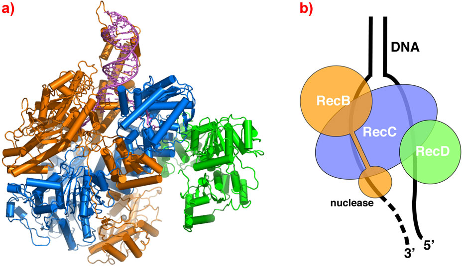 A Molecular Machine for Processing DNA Breaks