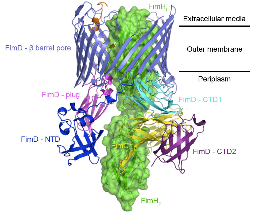 Snapshot of a bacterial transporter in the act of secreting a protein