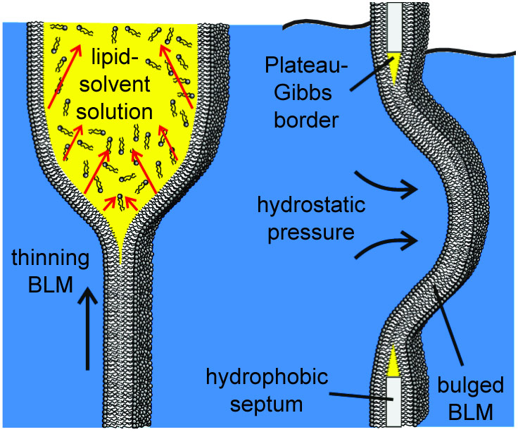 Phase contrast imaging of lipid membranes in solution
