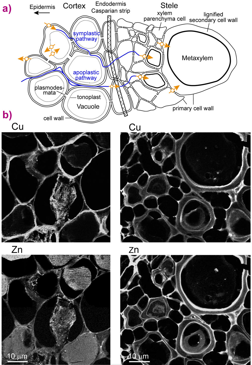 Molecular form of copper in root cells of a non-hyperaccumulating plant ...