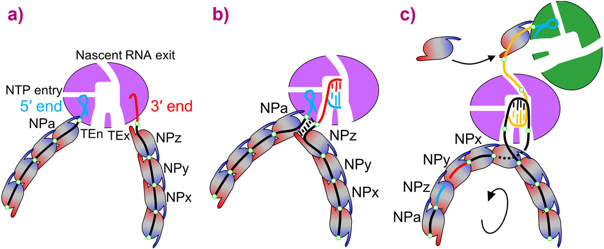RNA virus replication into ribonucleoproteins and its regulation ...