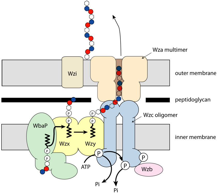 The structure of Wza reveals a new class of membrane protein