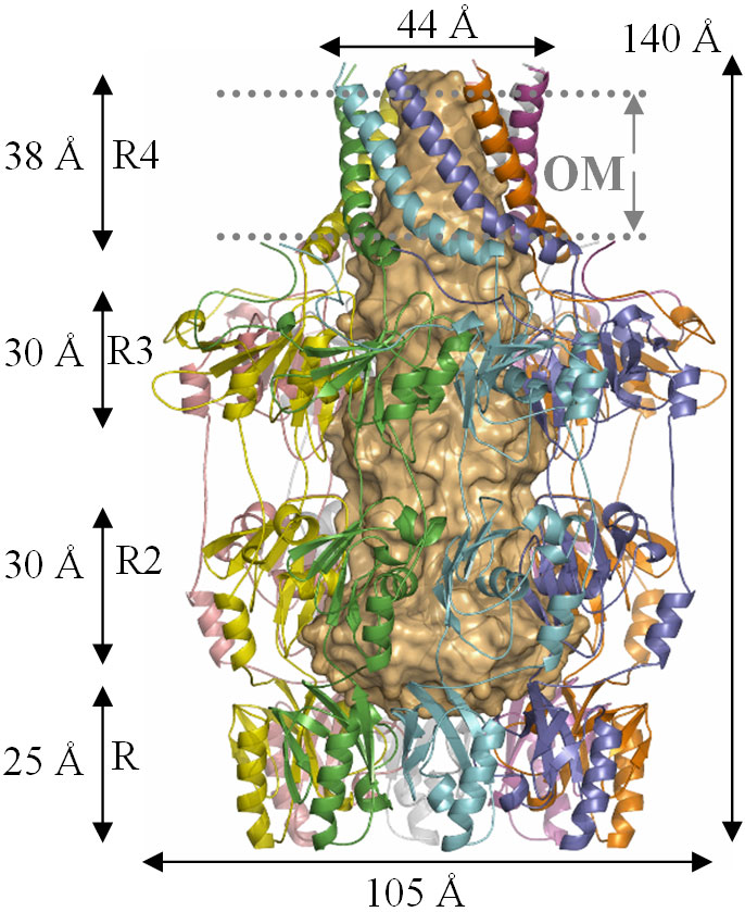 The structure of Wza reveals a new class of membrane protein