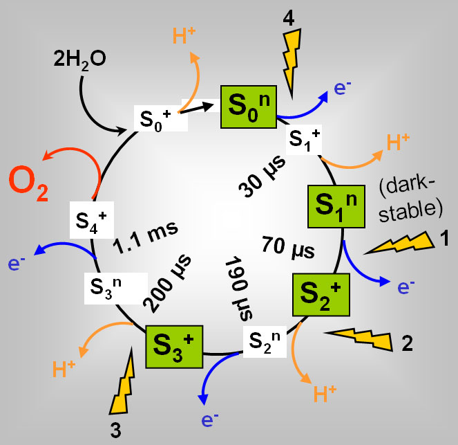 Photosynthetic production of oxygen at elevated oxygen gas pressure