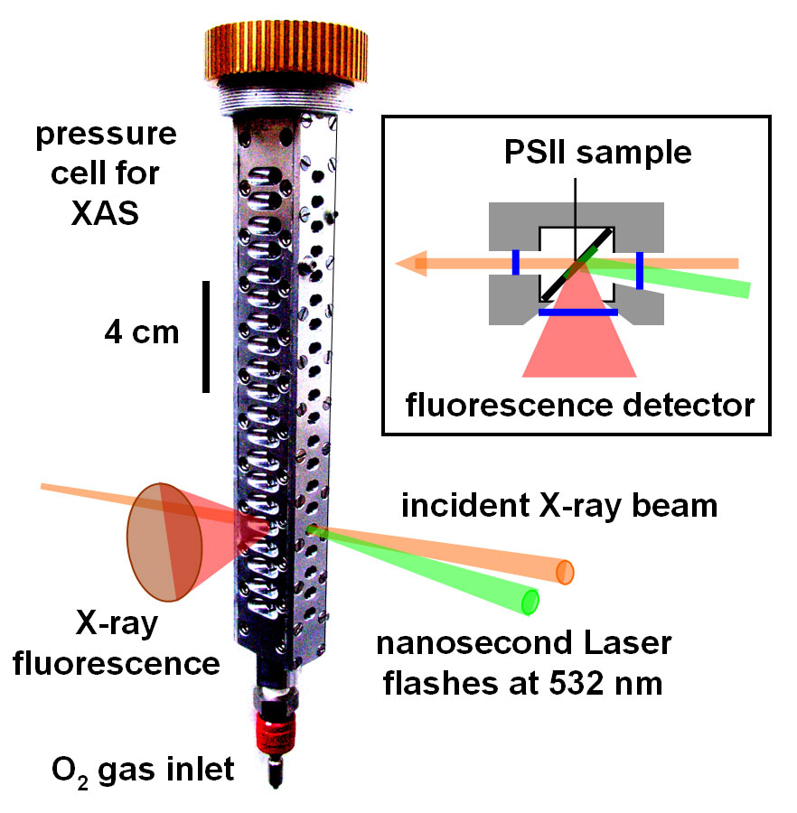 Photosynthetic production of oxygen at elevated oxygen gas pressure