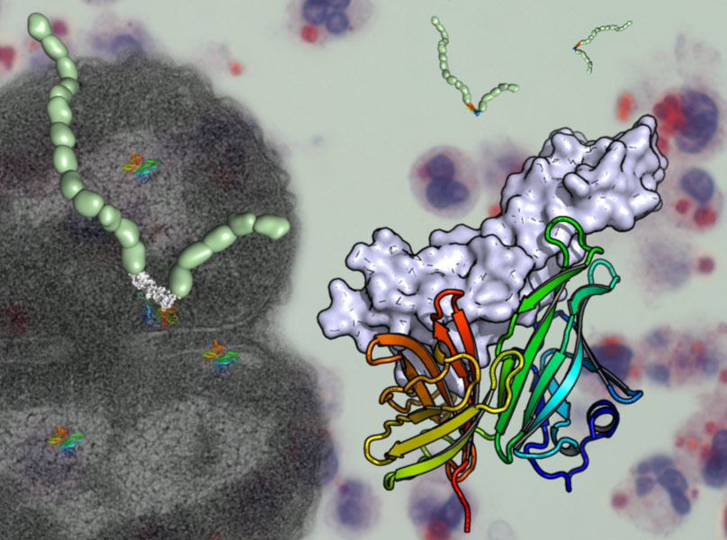 bacterial meningitis structure